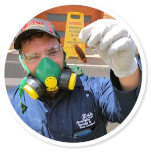 Cockroach Control Darwin by Jim's Pest Control - NT pest experts